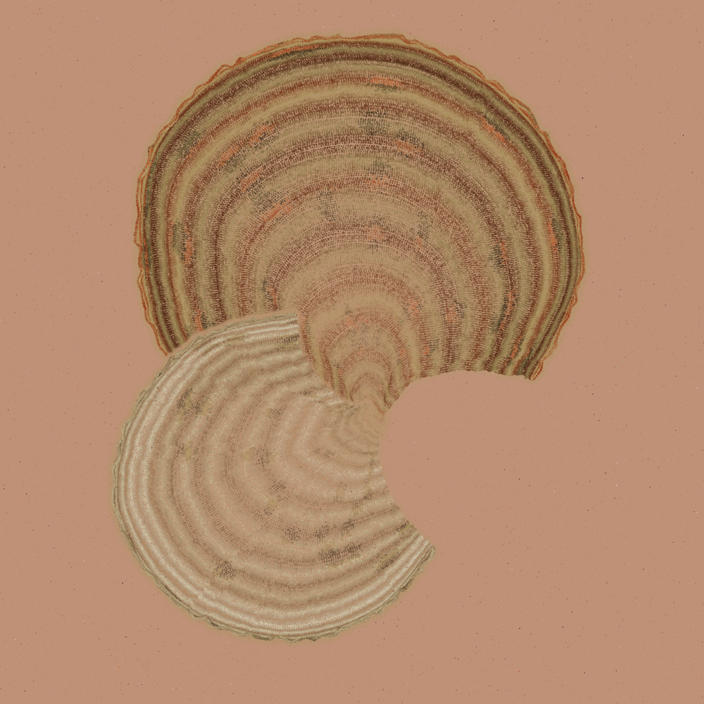 Padina #43 — Pawel Grzelak — fxhash