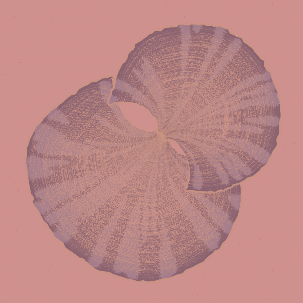 Padina #45 — Pawel Grzelak — fxhash